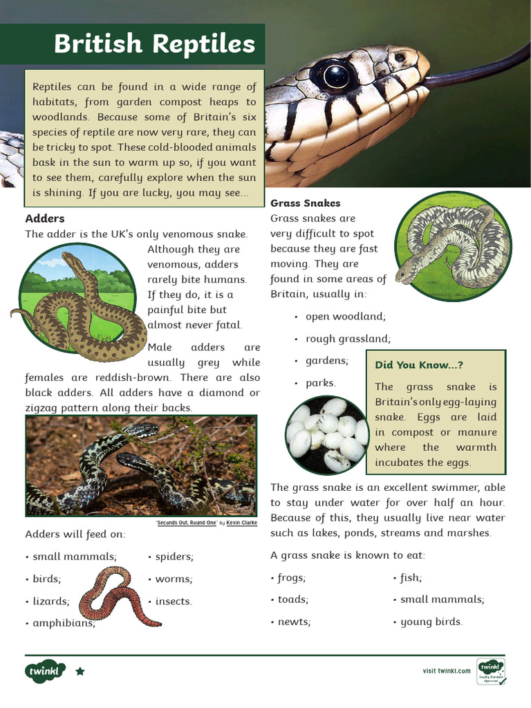 All About British Reptiles Differentiated Reading Comprehension ...