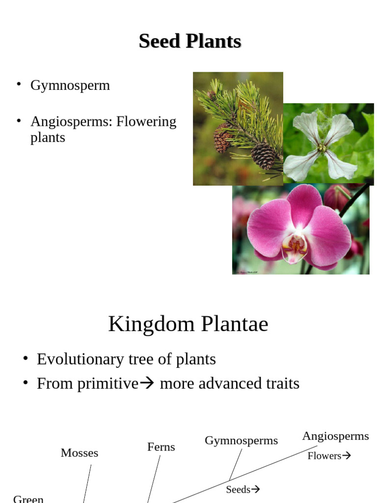Gymnosperm Angiosperm | PDF | Trees | Seed