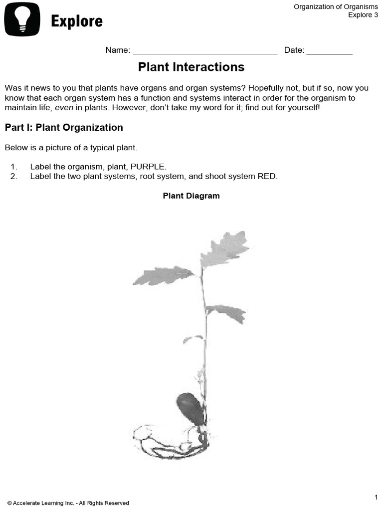 Plant Interactions Part 1 | PDF | Leaf | Stoma