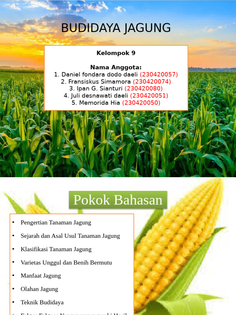 Budidaya Jagung | PDF