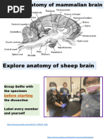 Sheep Brain Dissection | PDF | Brain | White Matter