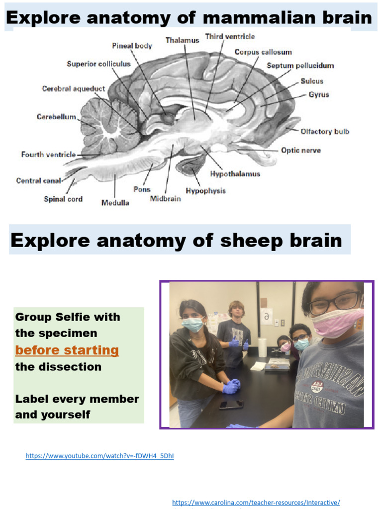 Sheep Brain Dissection Guide | PDF | Cerebrum | Cerebral Hemisphere
