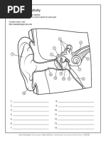 Label The Ear | PDF