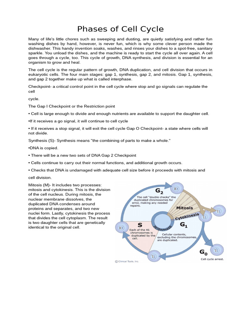 Understanding Cell Cycle Phases | PDF | Meiosis | Mitosis