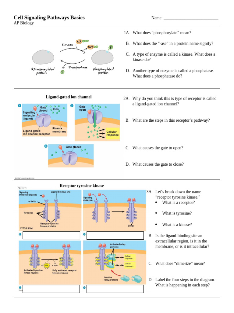 Cell Signaling Pathways Basics 1 Pdf Cell Signaling Signal