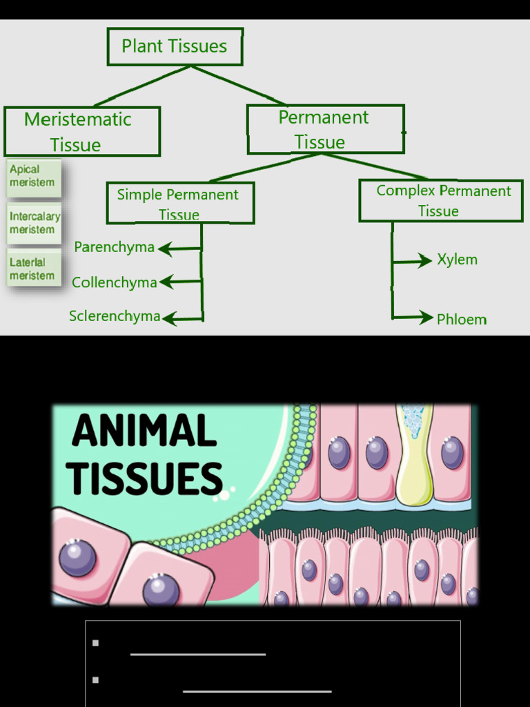 TISSUE- 2 | PDF | Connective Tissue | Tissue (Biology)