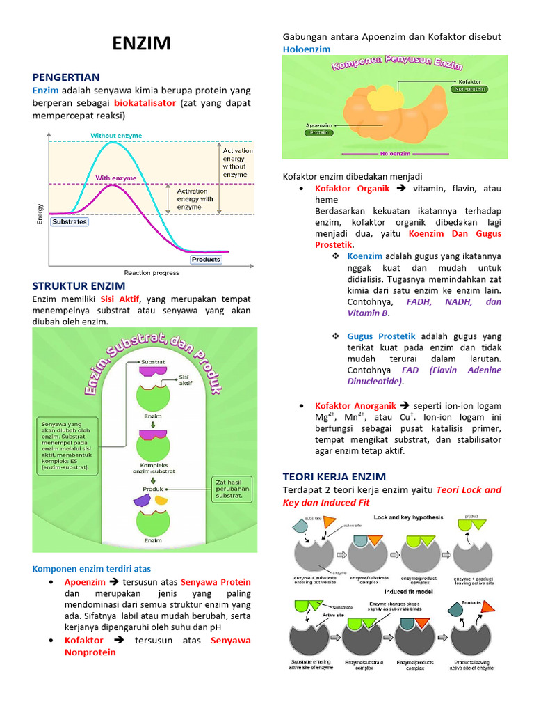 Enzim | PDF