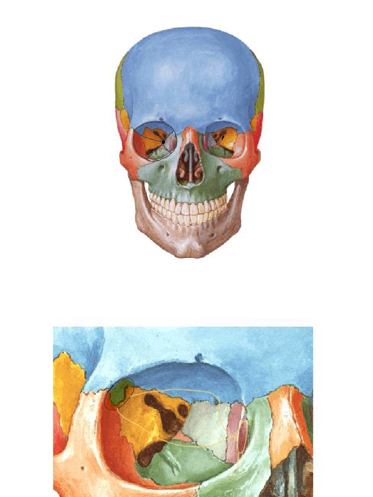 Netter Sin Etiquetas 2 | PDF