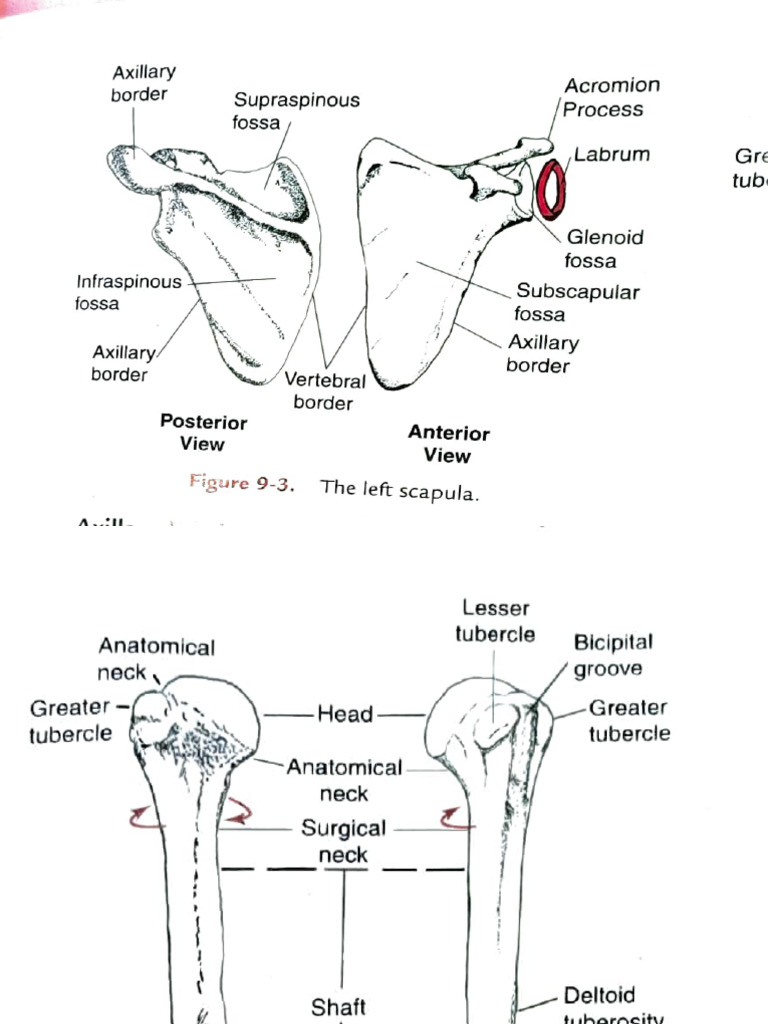 Bones Identification of Human Body | PDF | Musculoskeletal System ...