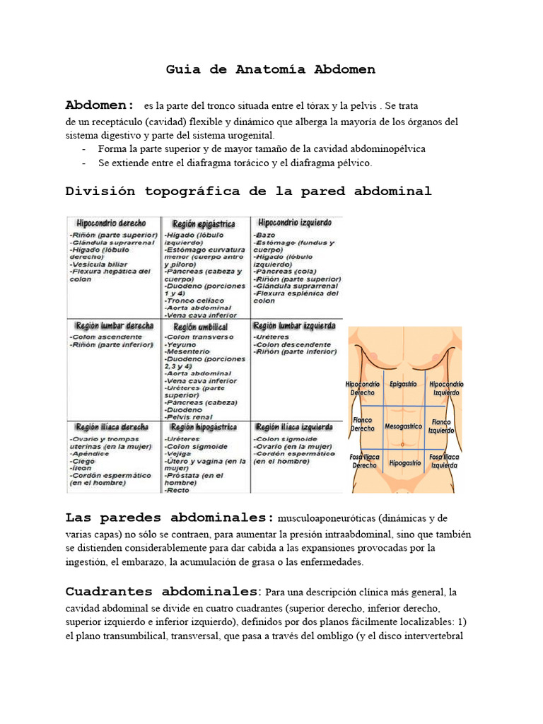 Anatomía del Abdomen: Estructura y Funciones | PDF | Intestino grueso ...