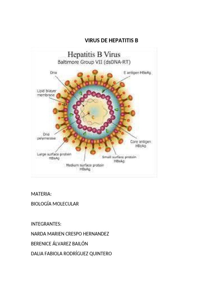 Ciclo Vital del Virus de Hepatitis B | PDF | Hepatitis | Hepatitis B