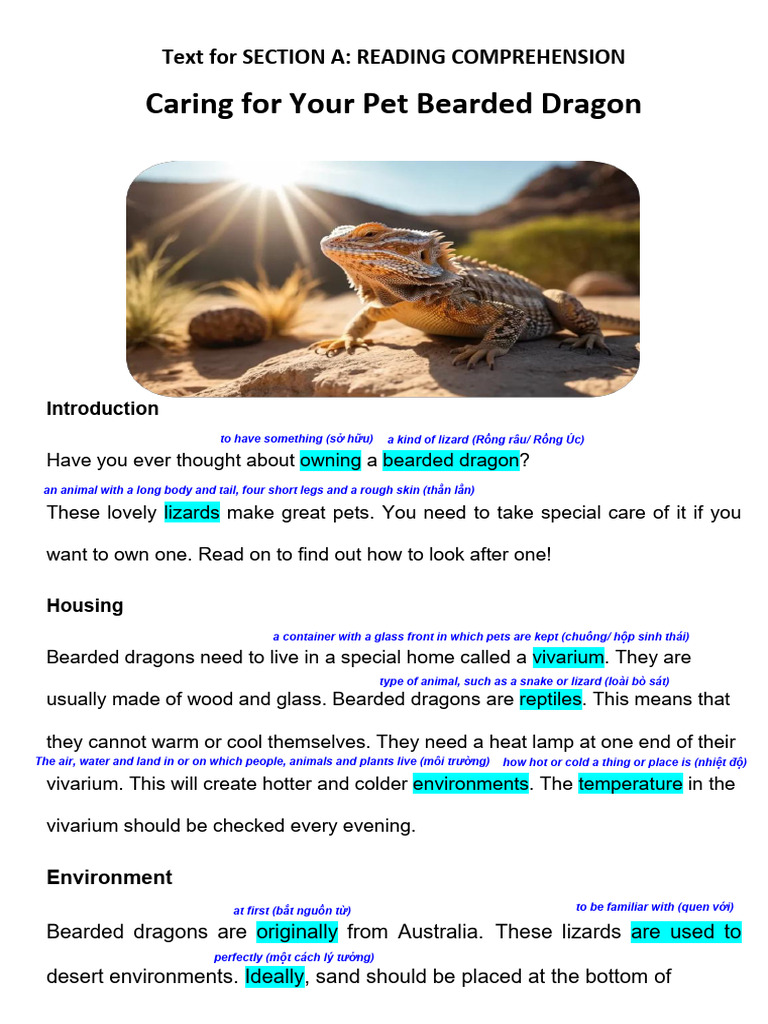 Bearded Dragon Care Guide | PDF