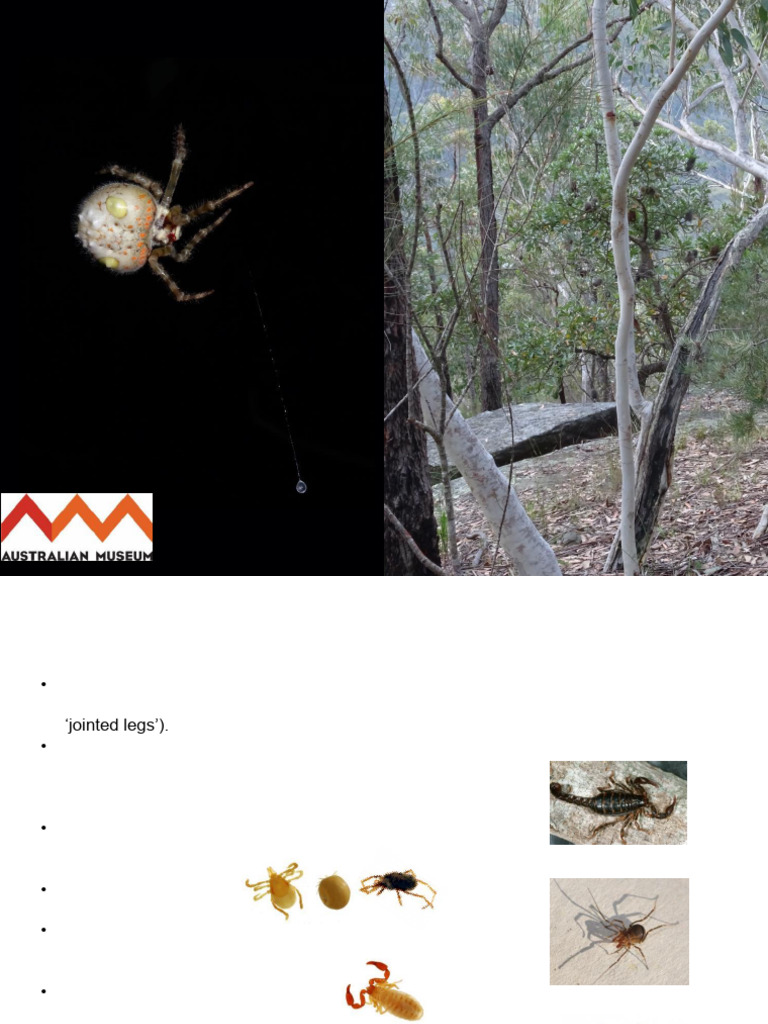 HSmith-Spider-talk-Hornsby-Library-2018 | PDF | Spider | Spider Web