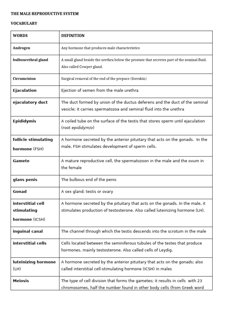 The Male Reproductive System | PDF | Testicle | Luteinizing Hormone