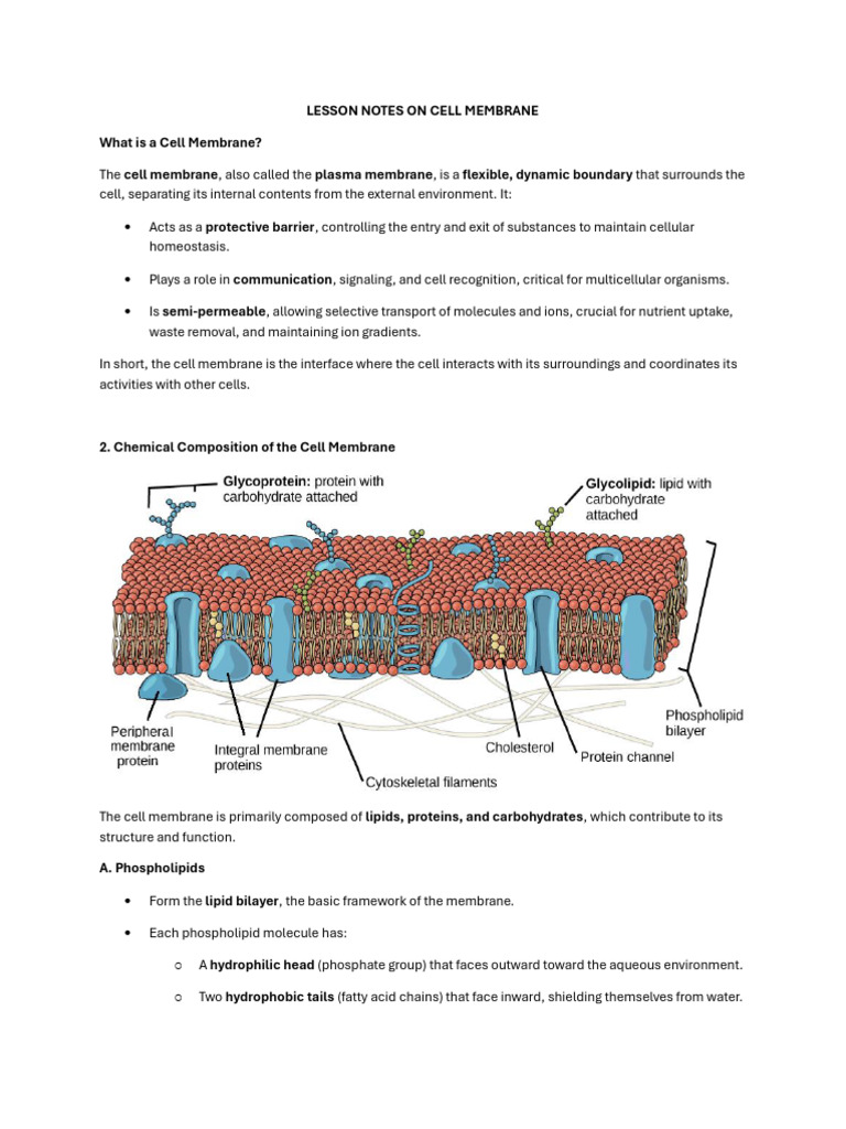 Lesson Notes On Cell Membrane | PDF | Cell Membrane | Lipid Bilayer