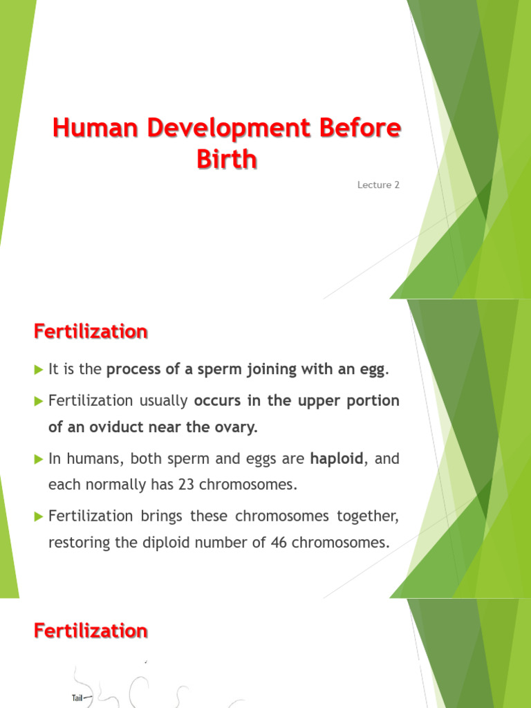 Human Development Before Birth | PDF | Placenta | Fertilisation