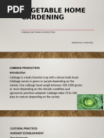 Pechay Growth and Production Guide | PDF | Sowing | Seedling