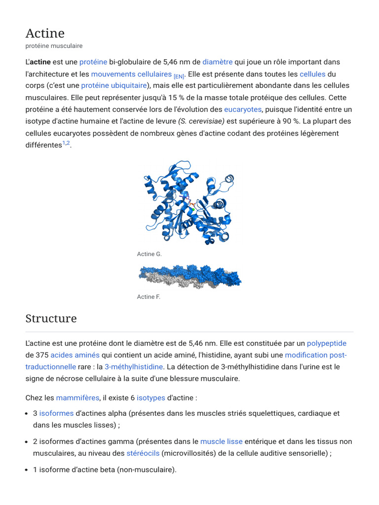 Rôle et structure de l'actine | PDF | Actine | Macromolécule