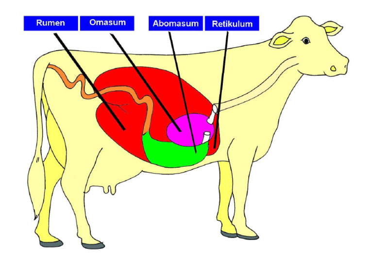Gambar Sapi | PDF
