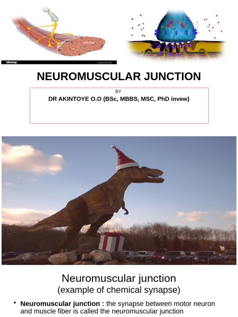 Neuromuscular Junction. Akin | PDF | Neuromuscular Junction | Chemical ... Neuromuscular Junction. Akin | PDF | Neuromuscular Junction | Chemical ...