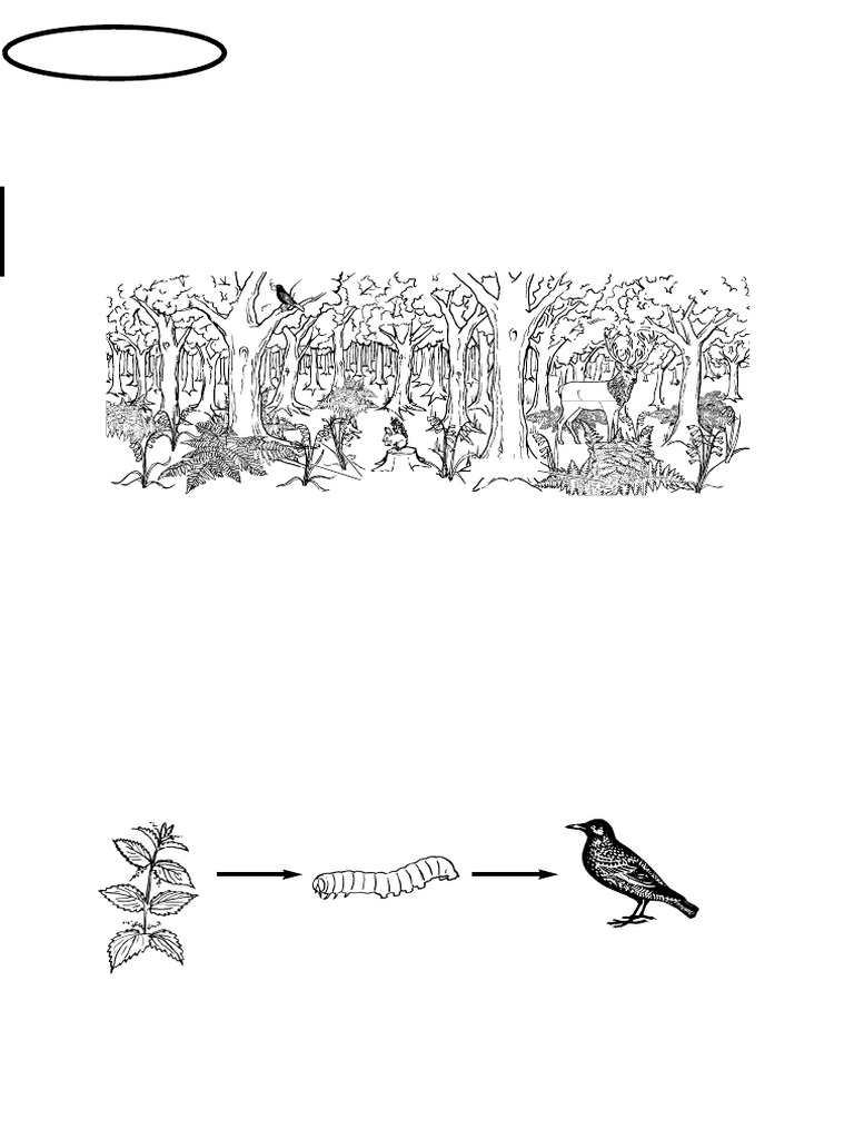 Science Summary Sheets | PDF | Habitat | Zebra