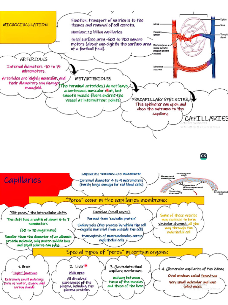 CHP 16 Circulation by Medical Gateway (A.j) | PDF