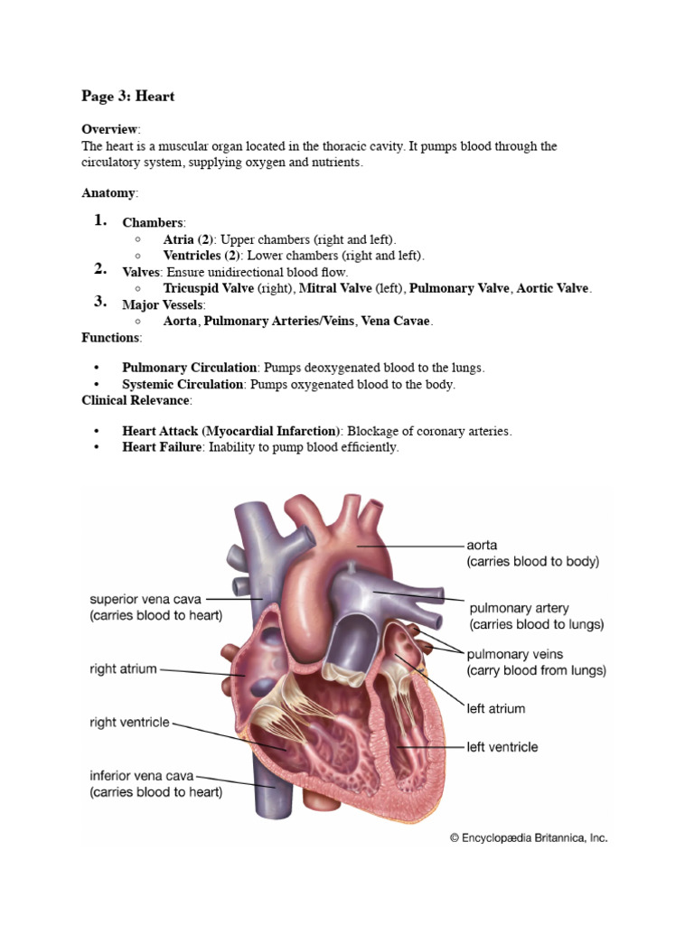heart | PDF