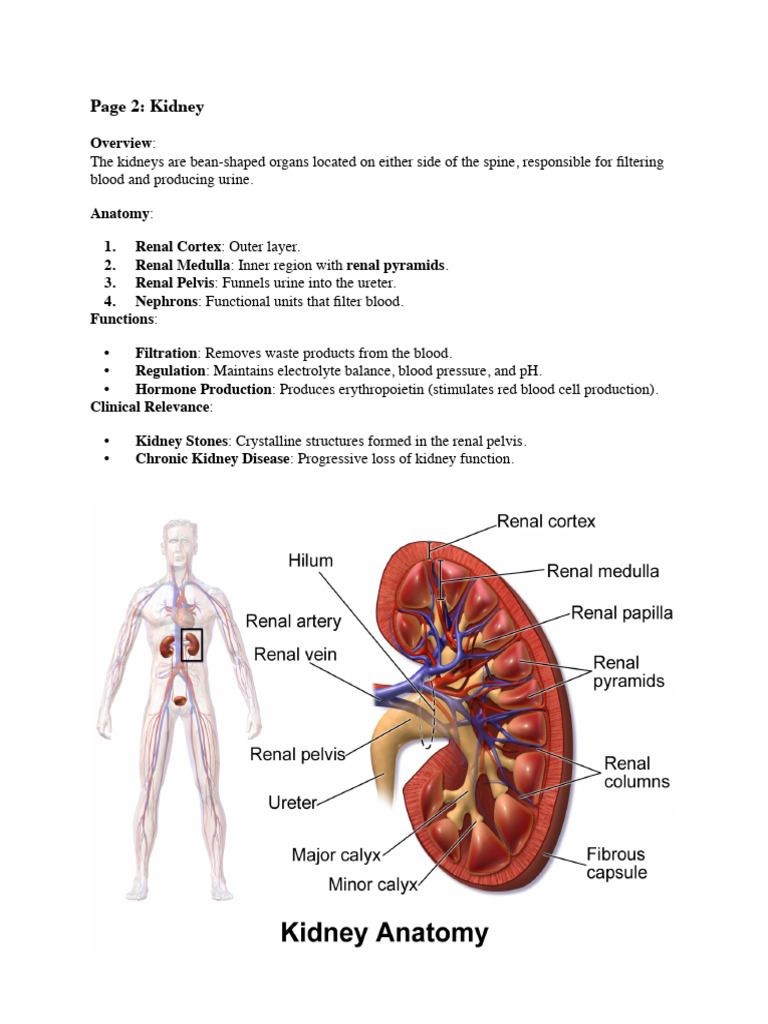 Kidney | PDF