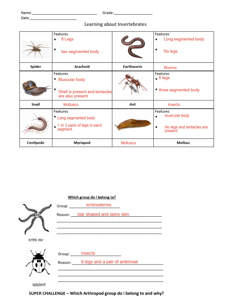Learning About Invertebrates - Worksheets- Abswer Key | PDF