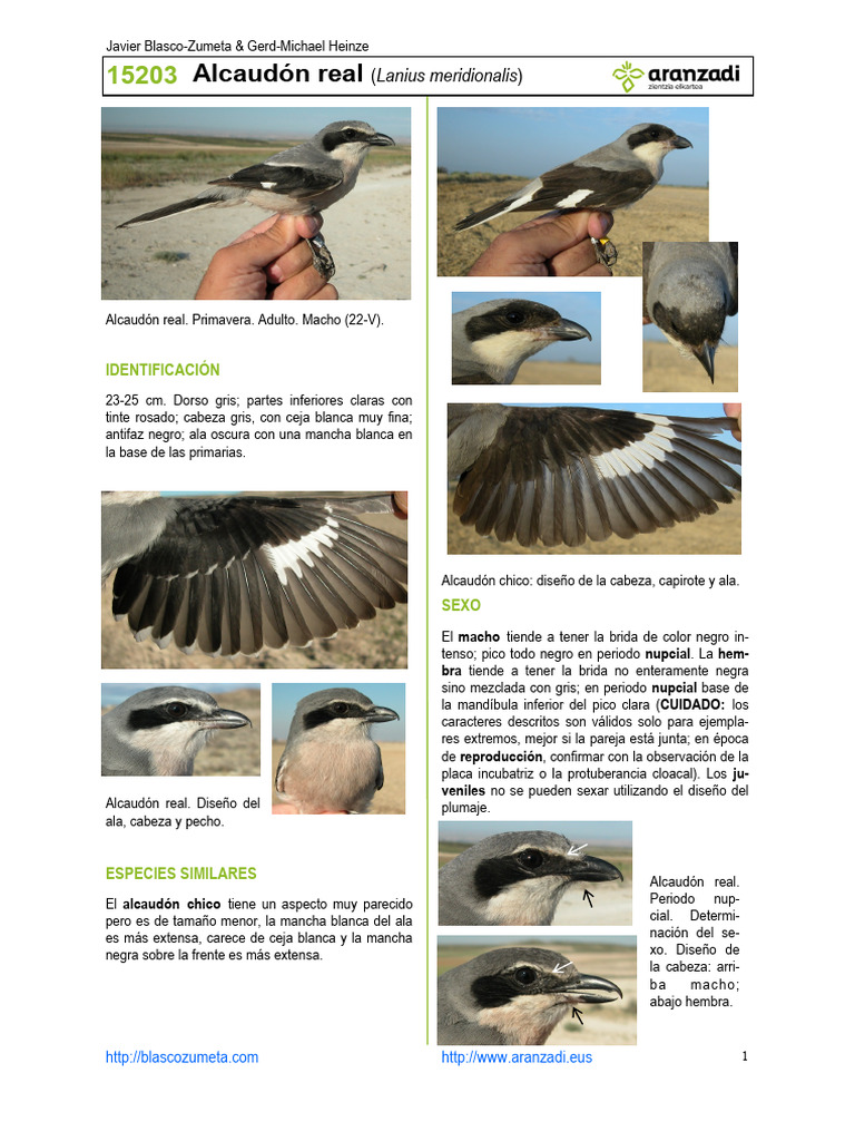 Lanius Meridionalis Aranzadi | PDF | Pluma | Aves holarctic