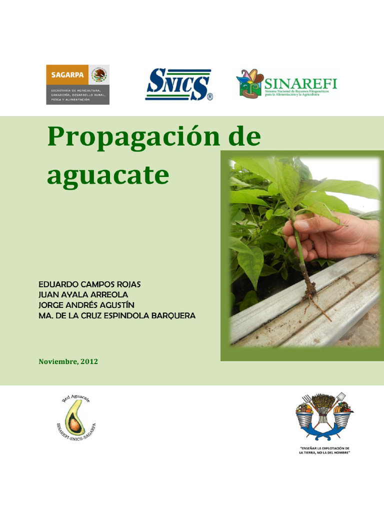 Propagacion de Aguacate | PDF