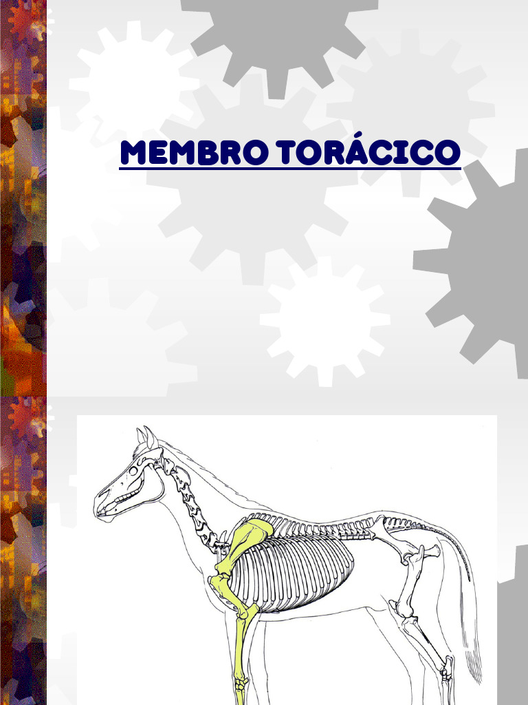 5 - MEMBRO TORÁCICO Grazi - PPT - 20241103 - 140844 - 0000 | PDF | Sistema Esquelético | Sistema ...