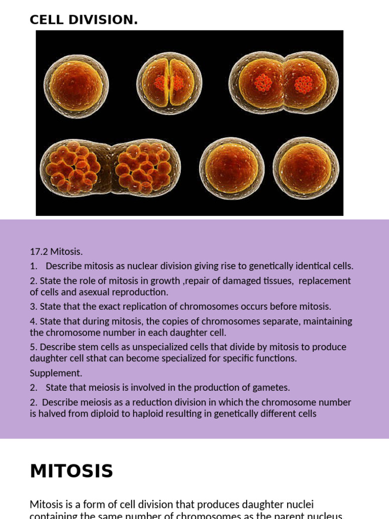 Cell Division | PDF | Mitosis | Ploidy