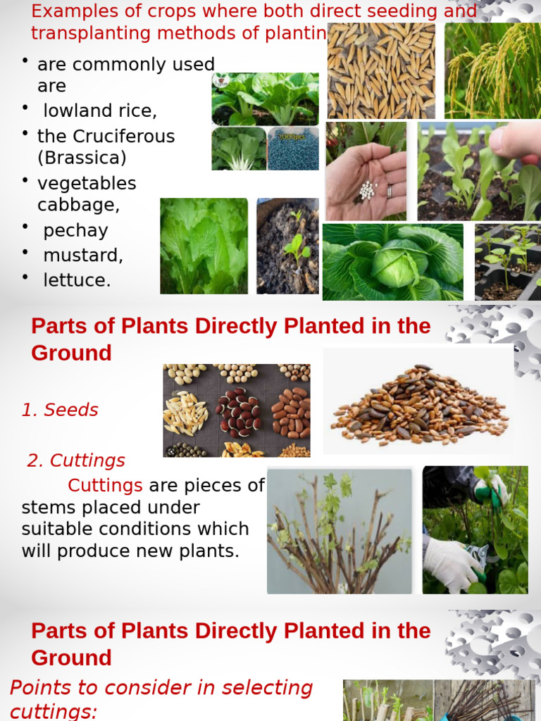 Direct Seeding vs. Transplanting Methods | PDF | Seed | Plants