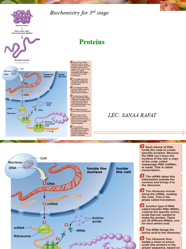 PDF | PDF | Proteins | Denaturation (Biochemistry)