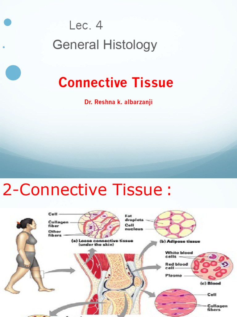 Lect. 4 Histology | PDF | Connective Tissue | Collagen