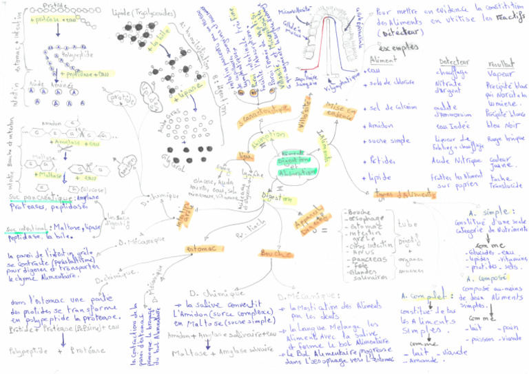 Resumé Aliments Absorption Digestion | PDF