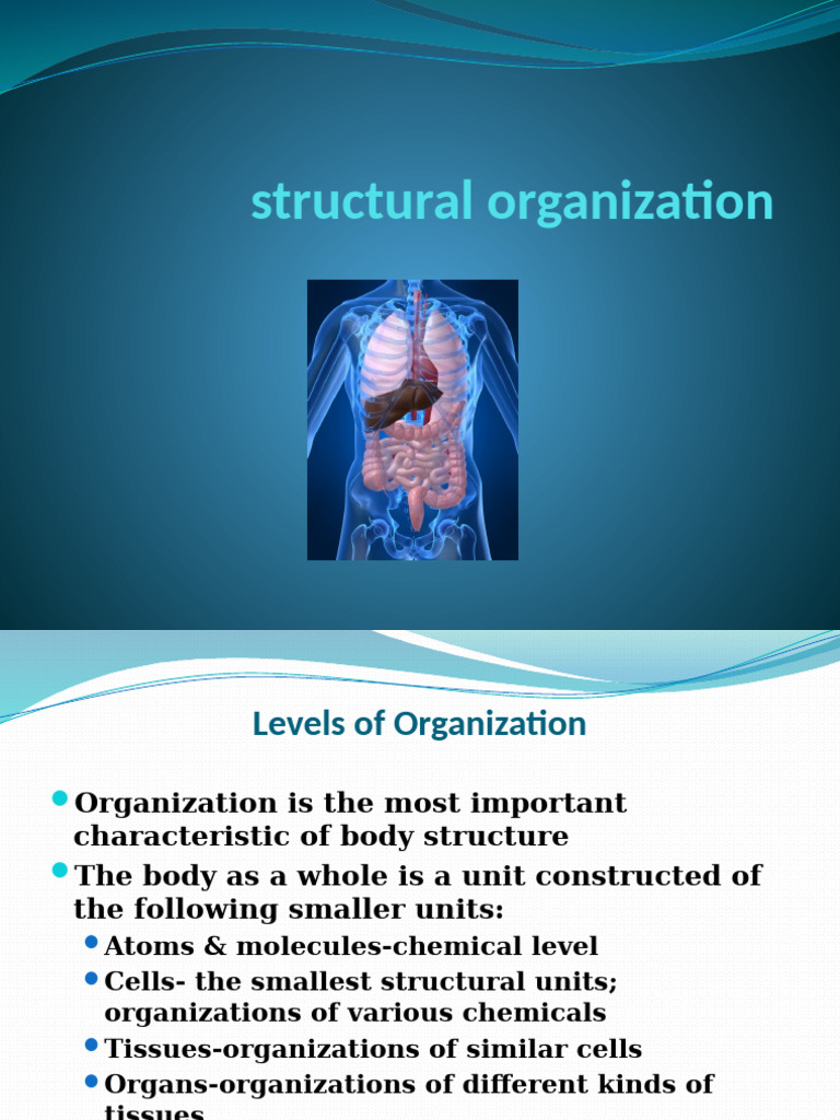 different system | PDF | Human Body | Muscle