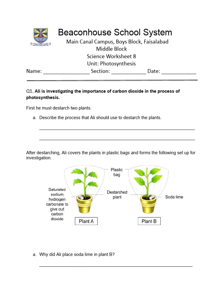 Photosynthesis - Revision | PDF