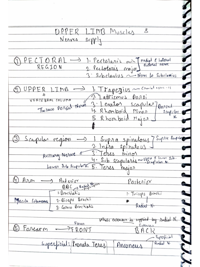 Upper Limb Muscles and Brachial Plexus | PDF