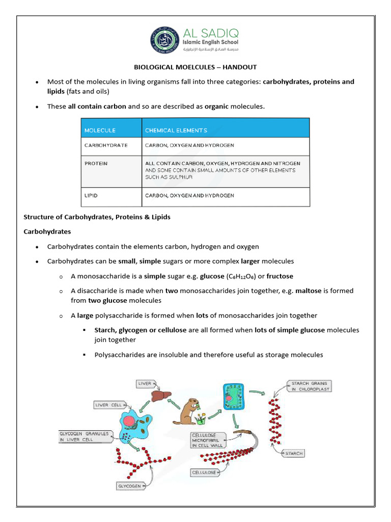 Biological Moelcules - Handout | PDF | Carbohydrates | Biomolecules