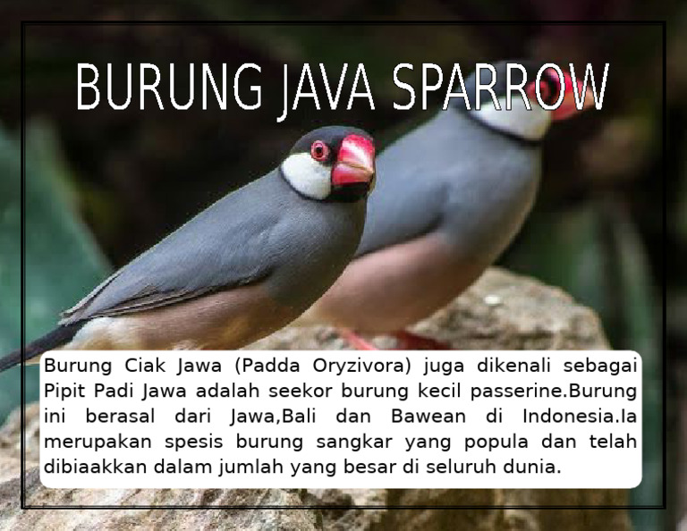 Burung java sparrow | PDF