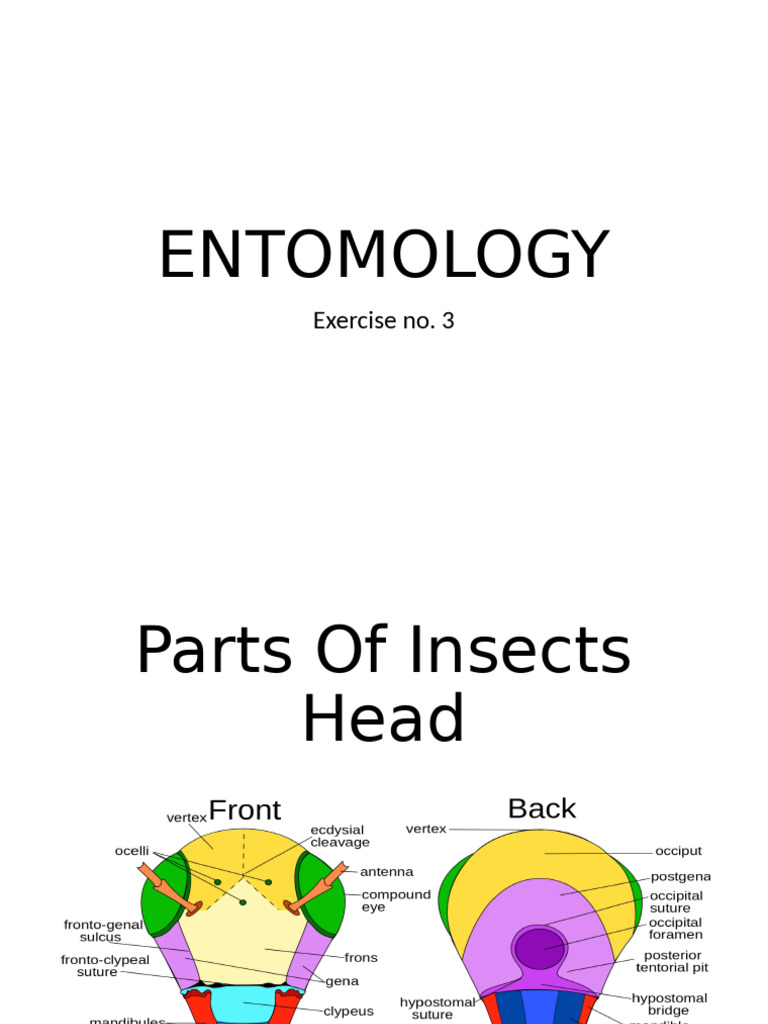 ENTOMOLOGY-WPS Office | PDF