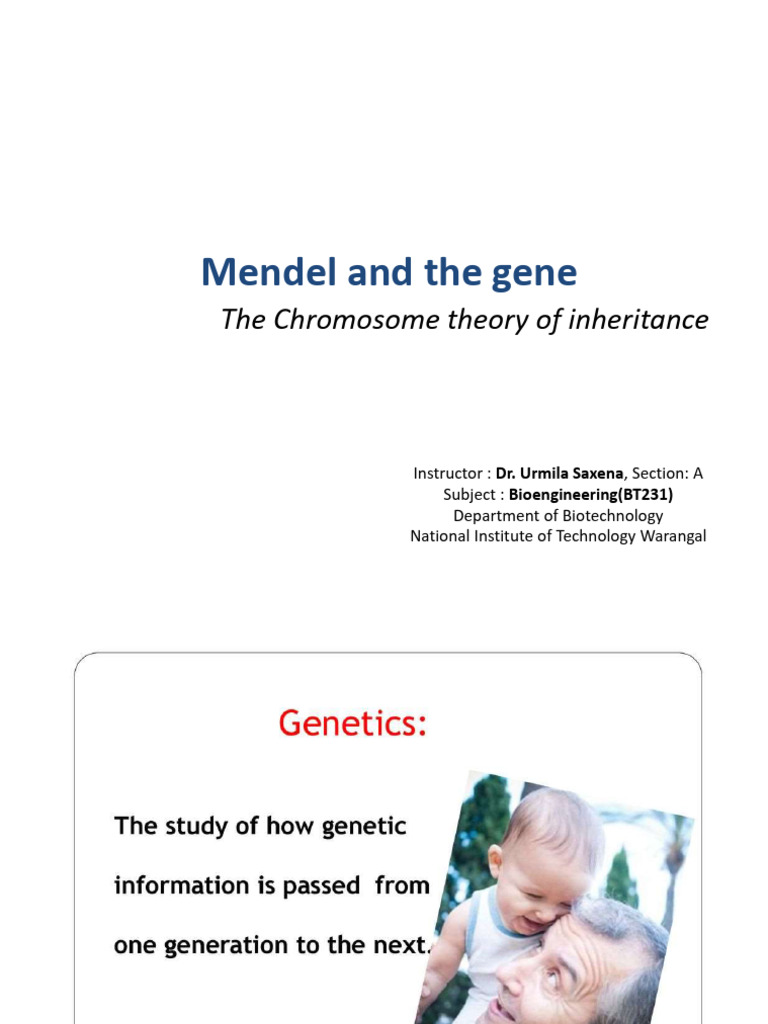 Mendel and the Gene (1) | PDF | Dominance (Genetics) | Genotype