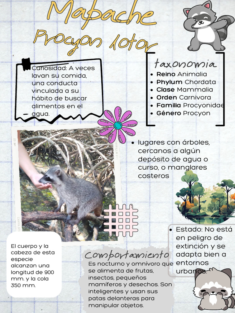 Mapache | PDF | Tortuga | Mamíferos