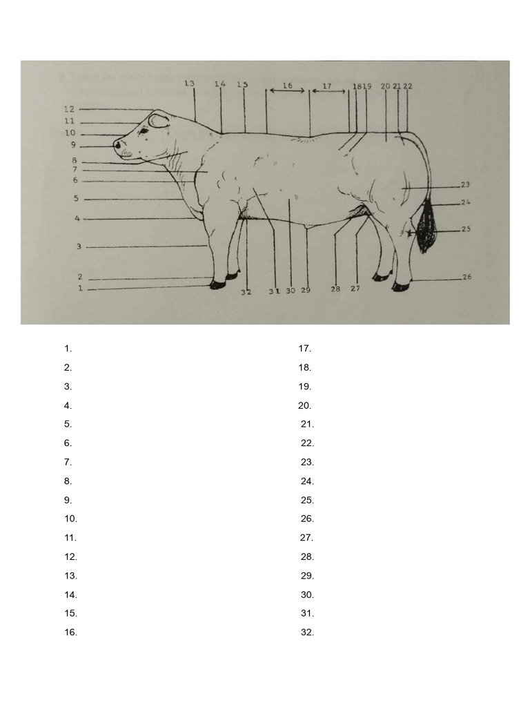 ANSCIE CATTLE PARTS | PDF