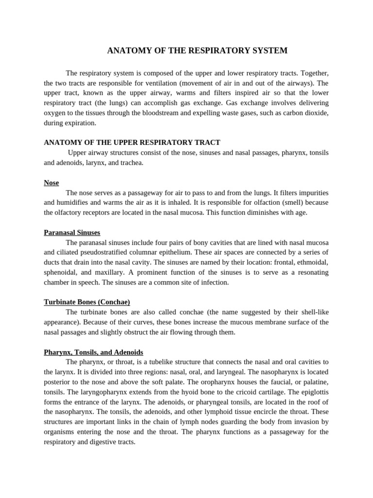 Anatomy of The Respiratory System | PDF | Respiratory Tract | Lung