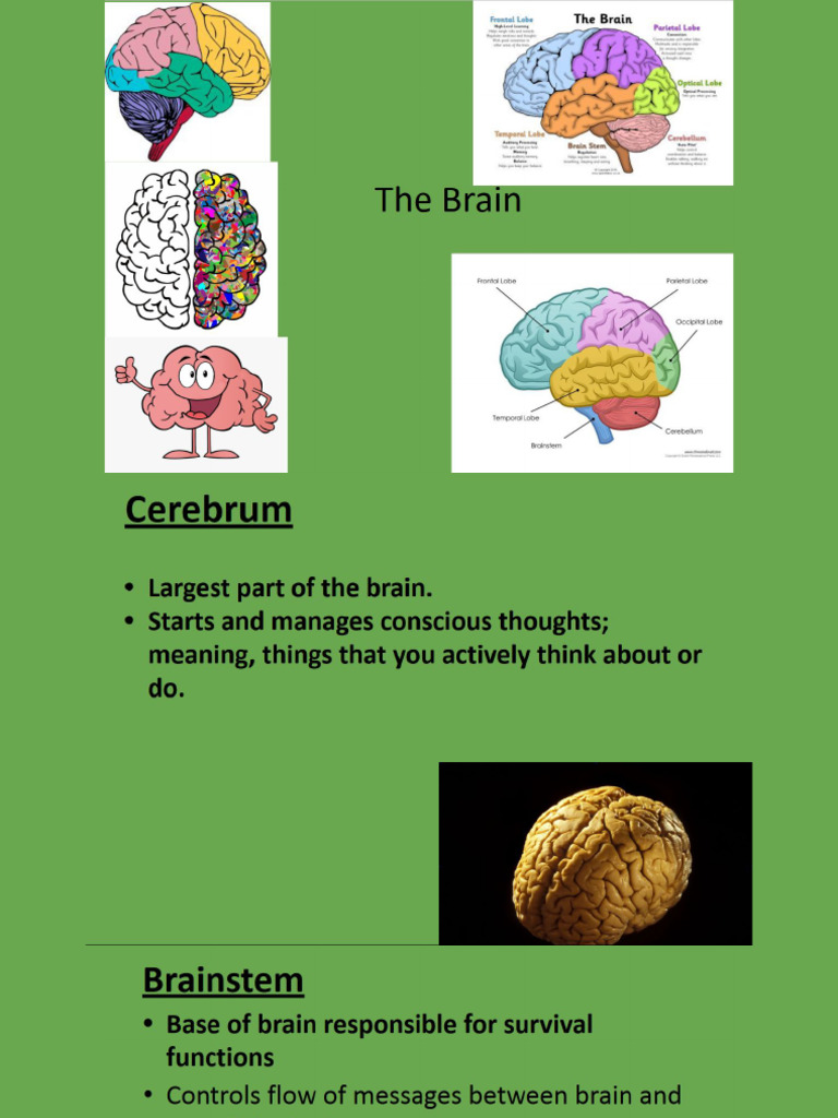 2.1 The Brain | PDF