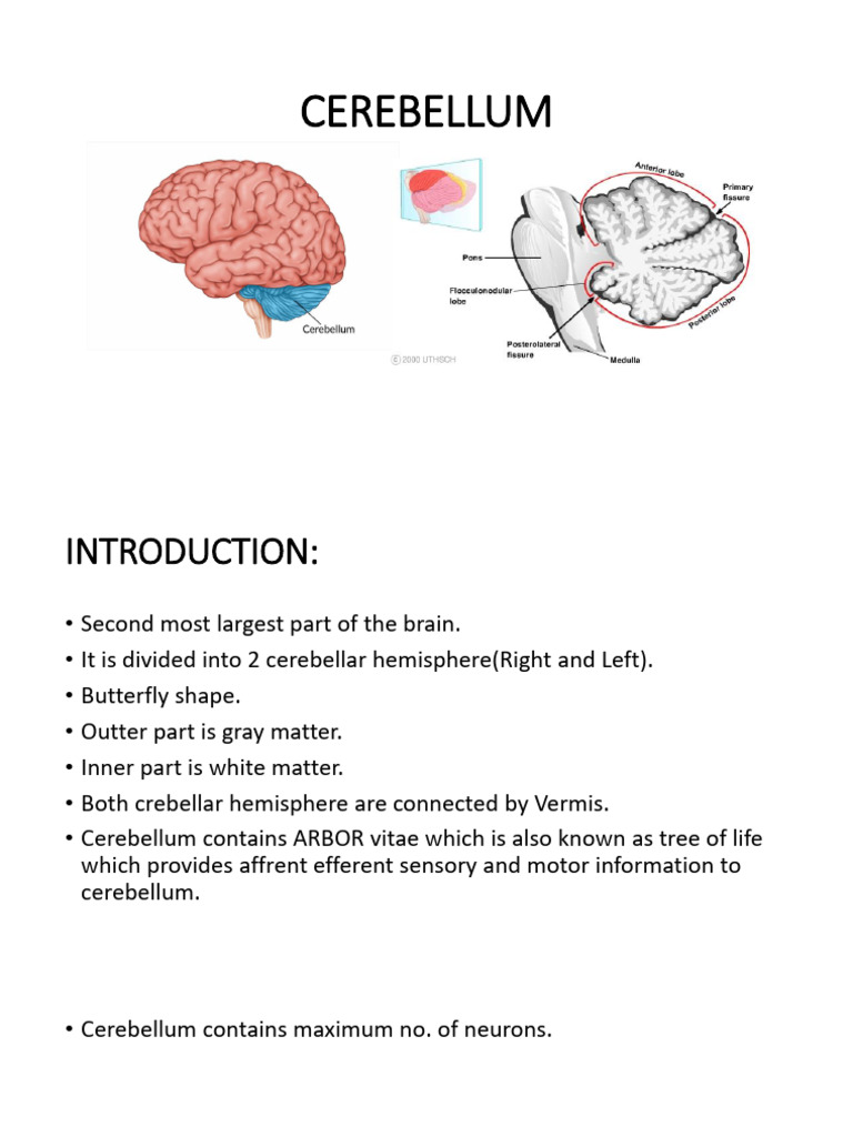 CEREBELLUM | PDF | Brainstem | Cerebellum