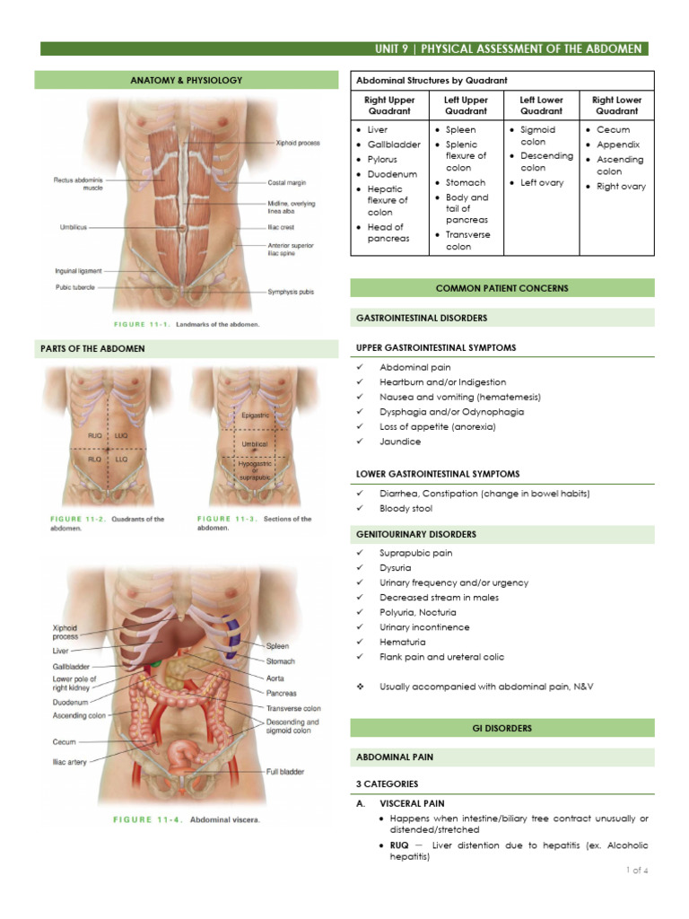 PA_Abdomen | PDF | Digestive System | Symptoms And Signs